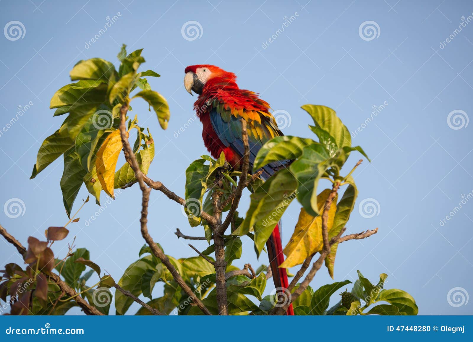 Beautiful macaw stock photo. Image of macaw, leaf, wildlife - 47448280