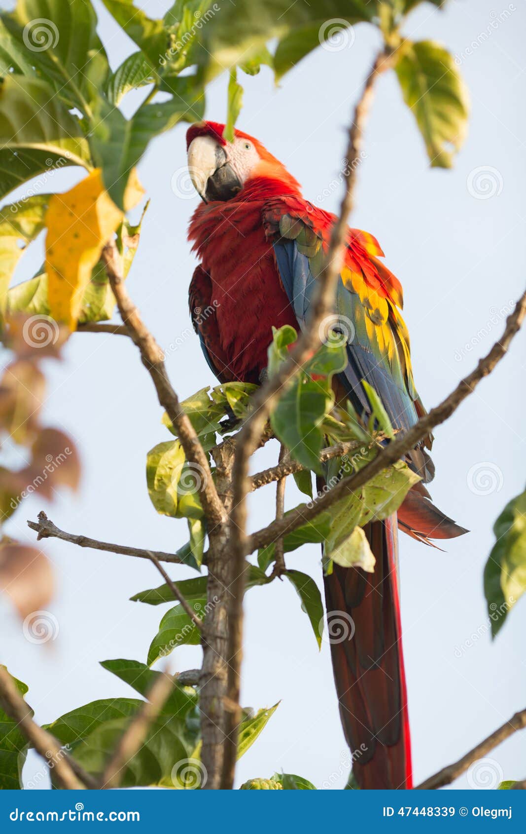 Beautiful macaw stock image. Image of plant, parrot, perico - 47448339