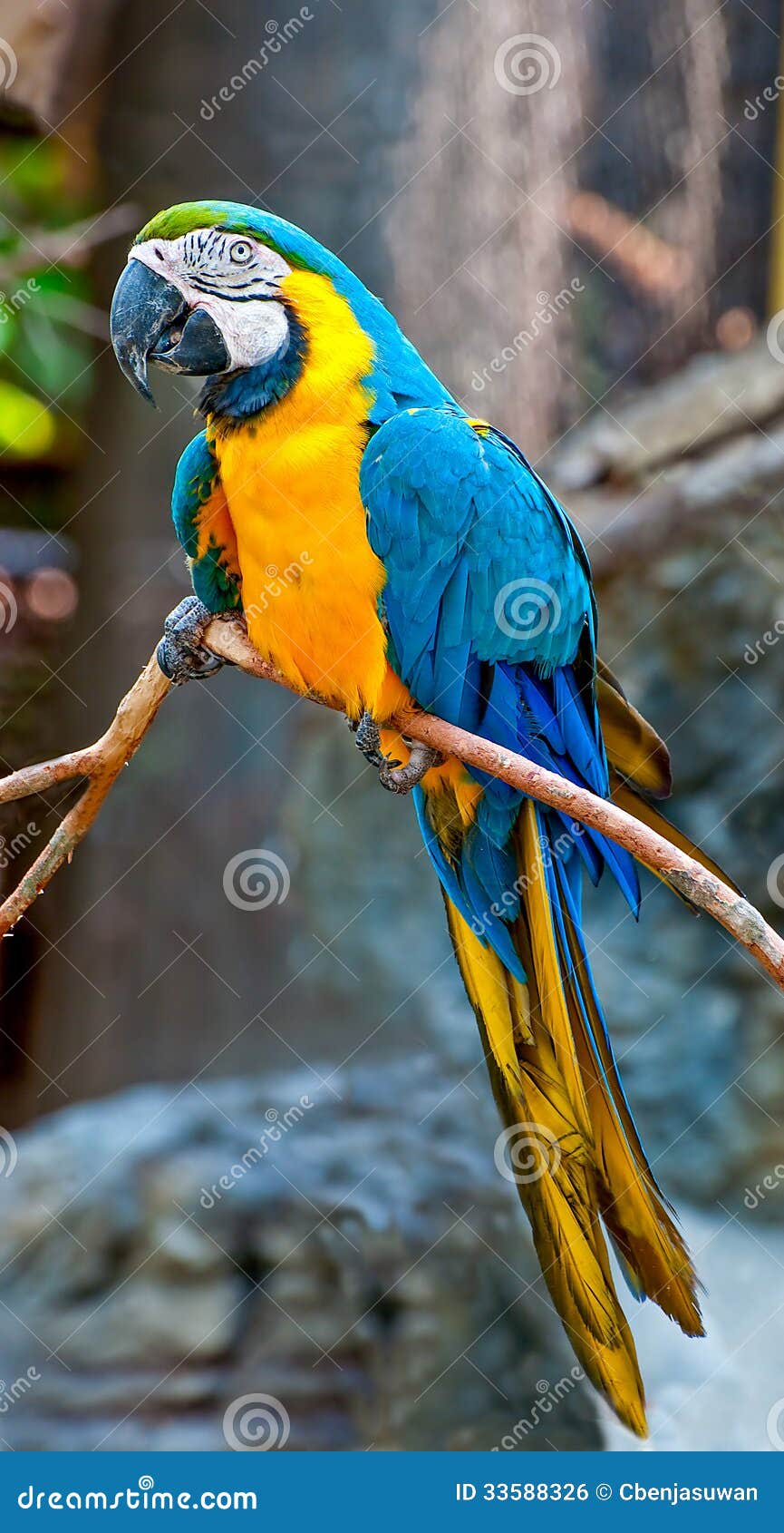 Beautiful of macaw stock photo. Image of color, gorgeous - 33588326