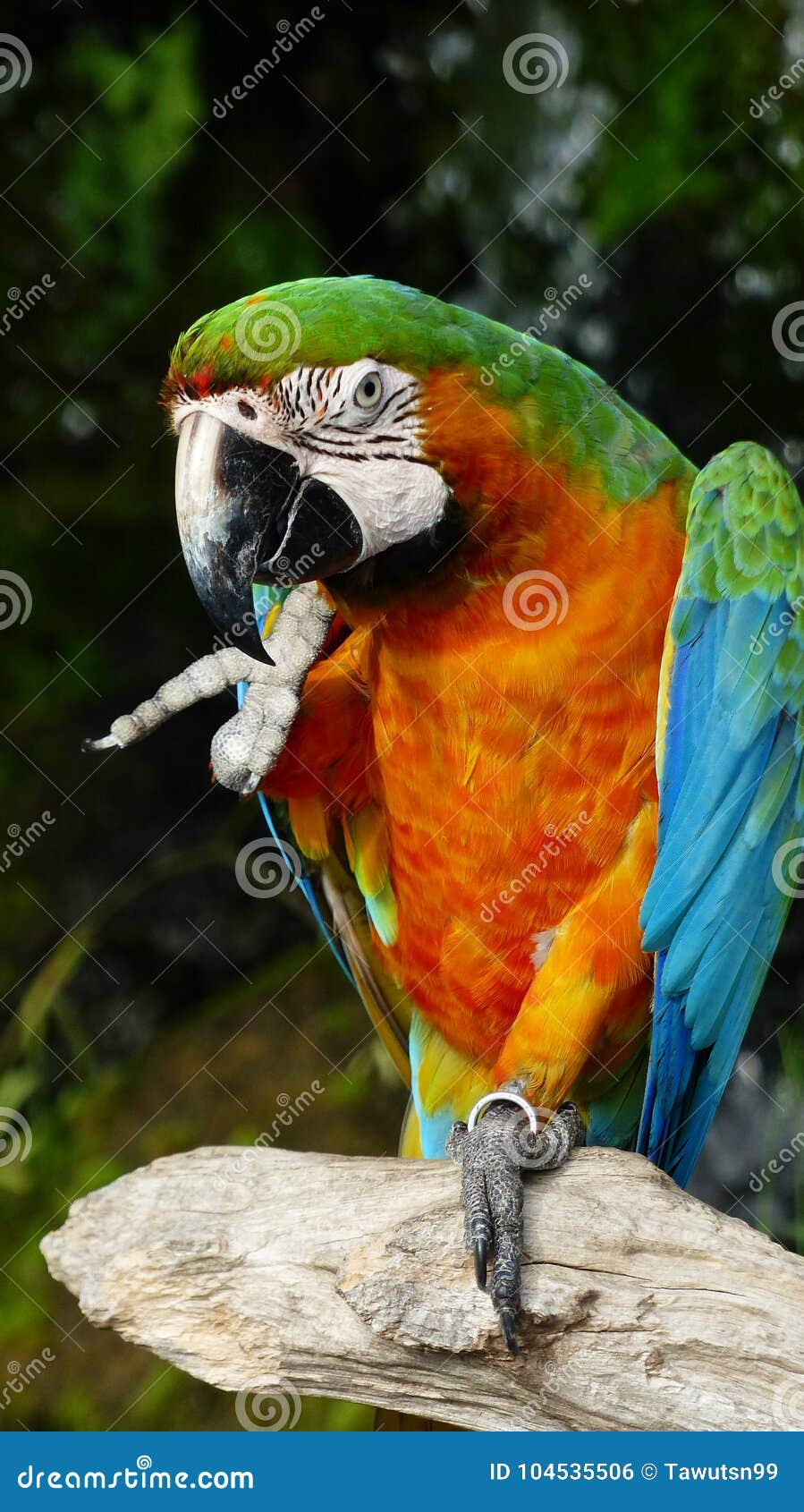 The Beautiful Macaw in the Zoo Stock Photo - Image of fluffy, gold ...
