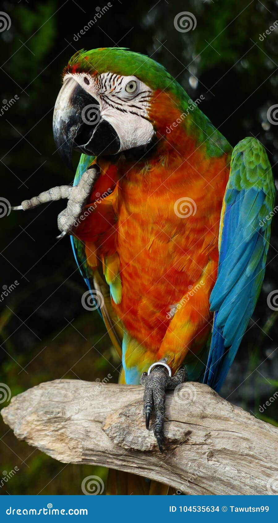 The Beautiful Macaw in the Zoo Stock Photo - Image of drunk, aviary ...