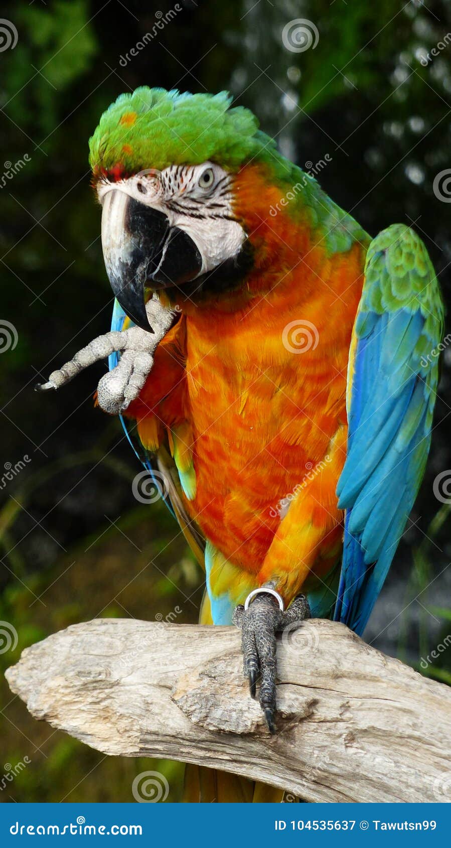 The Beautiful Macaw in the Zoo Stock Image - Image of bird, girls ...