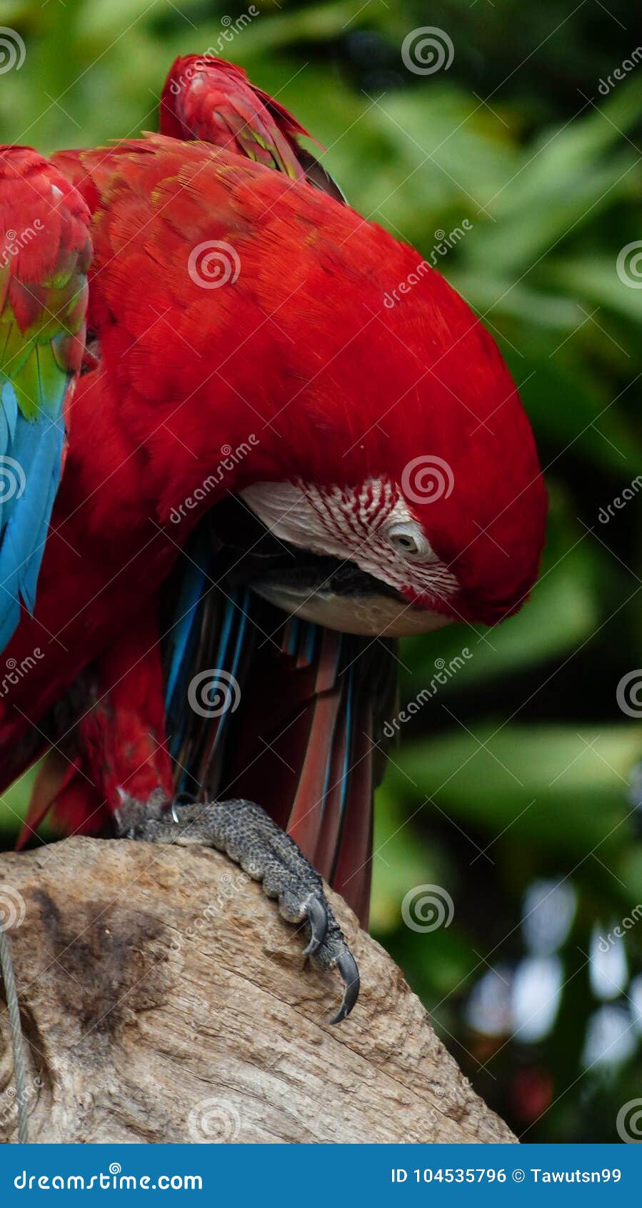 The Beautiful Macaw in the Zoo Stock Photo - Image of colour, avian ...