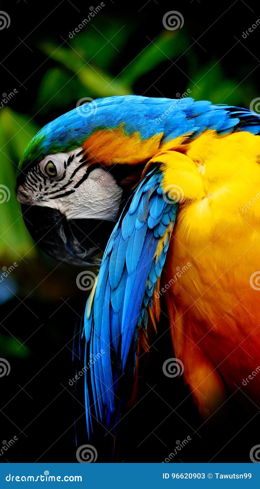 The Beautiful Macaw in the Zoo Stock Image - Image of driving, colour ...