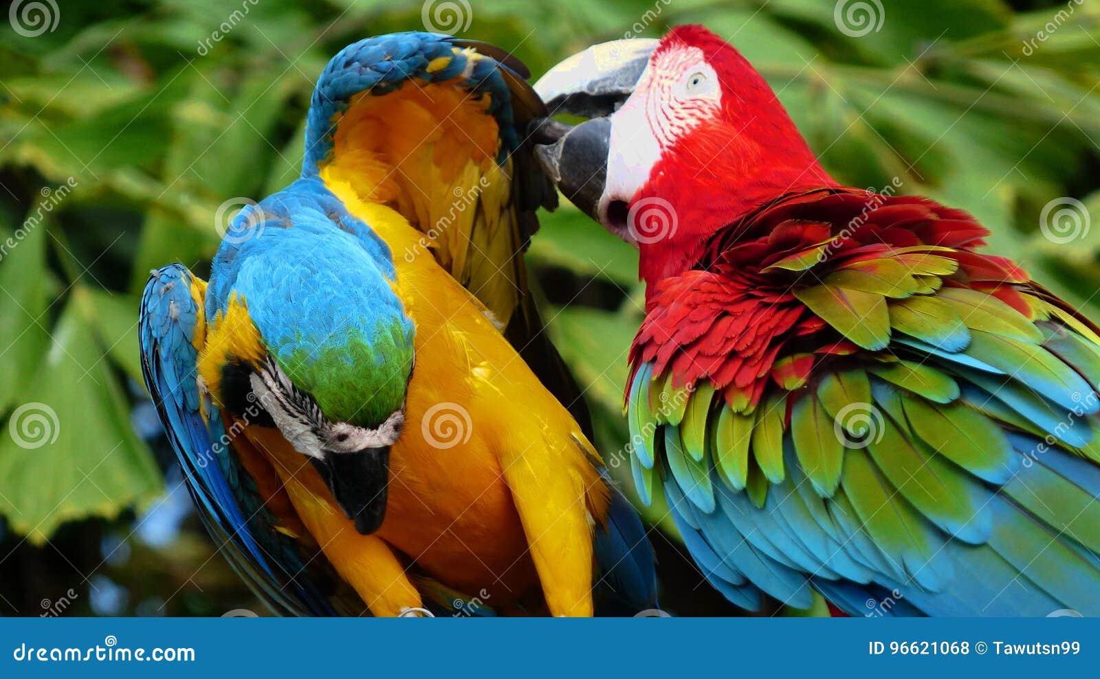 The Beautiful Macaw in the Zoo Stock Photo - Image of fauna, aviary ...