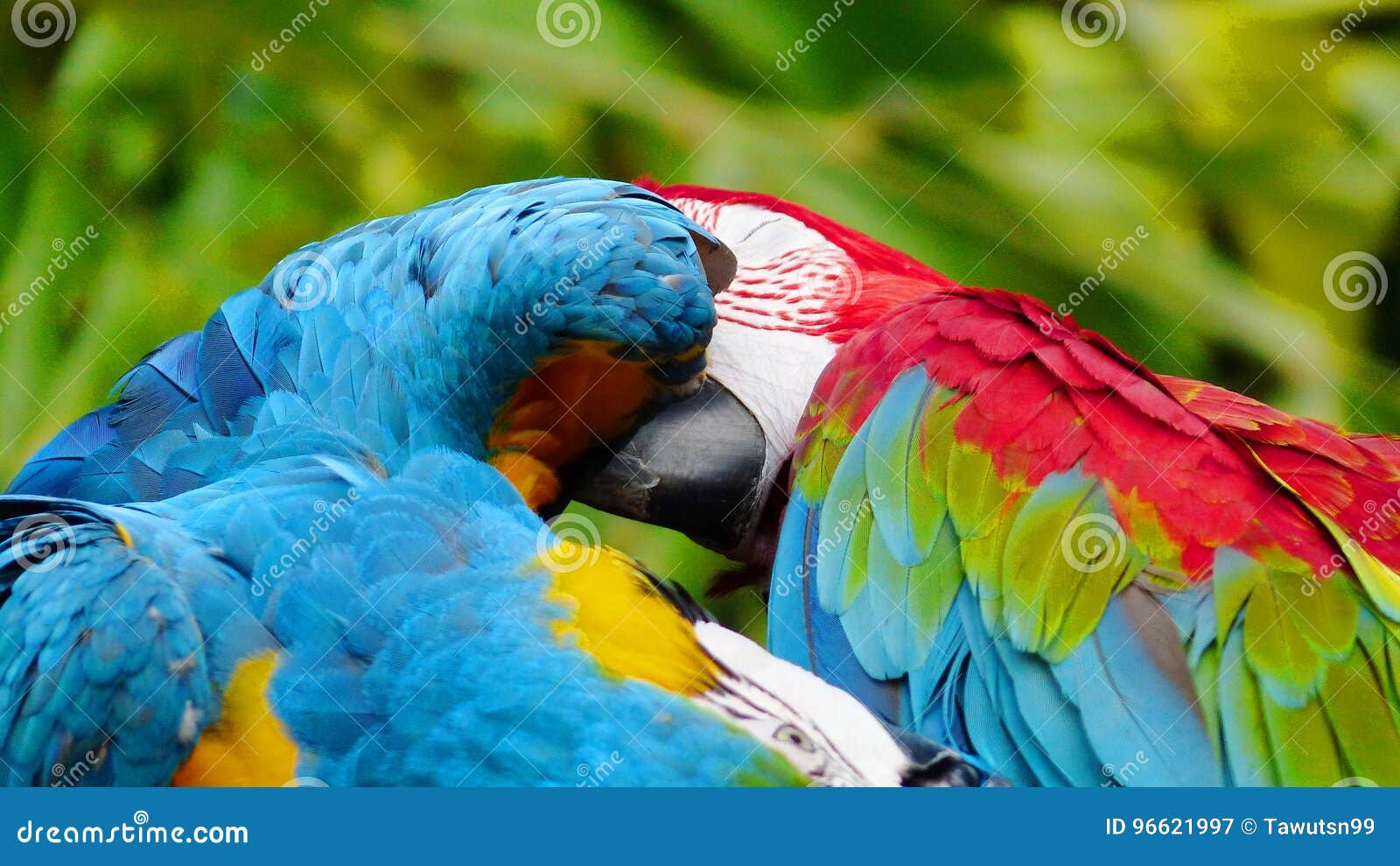 The Beautiful Macaw in the Zoo Stock Image - Image of gold, colourful ...