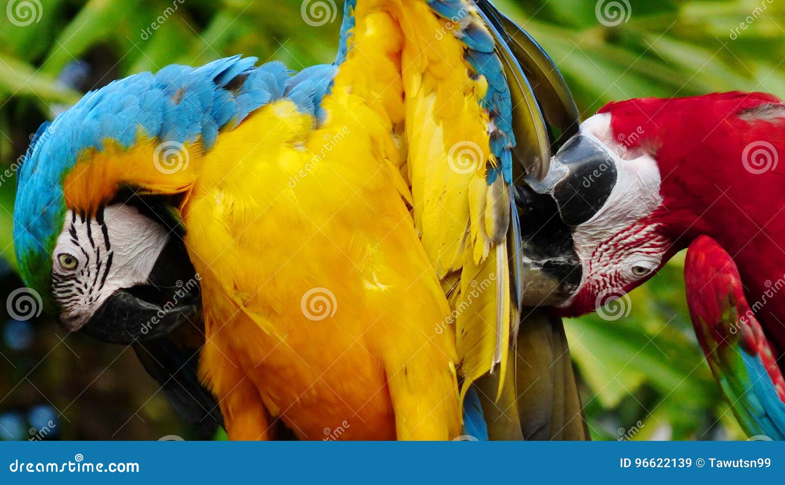 The Beautiful Macaw in the Zoo Stock Image - Image of central, america ...