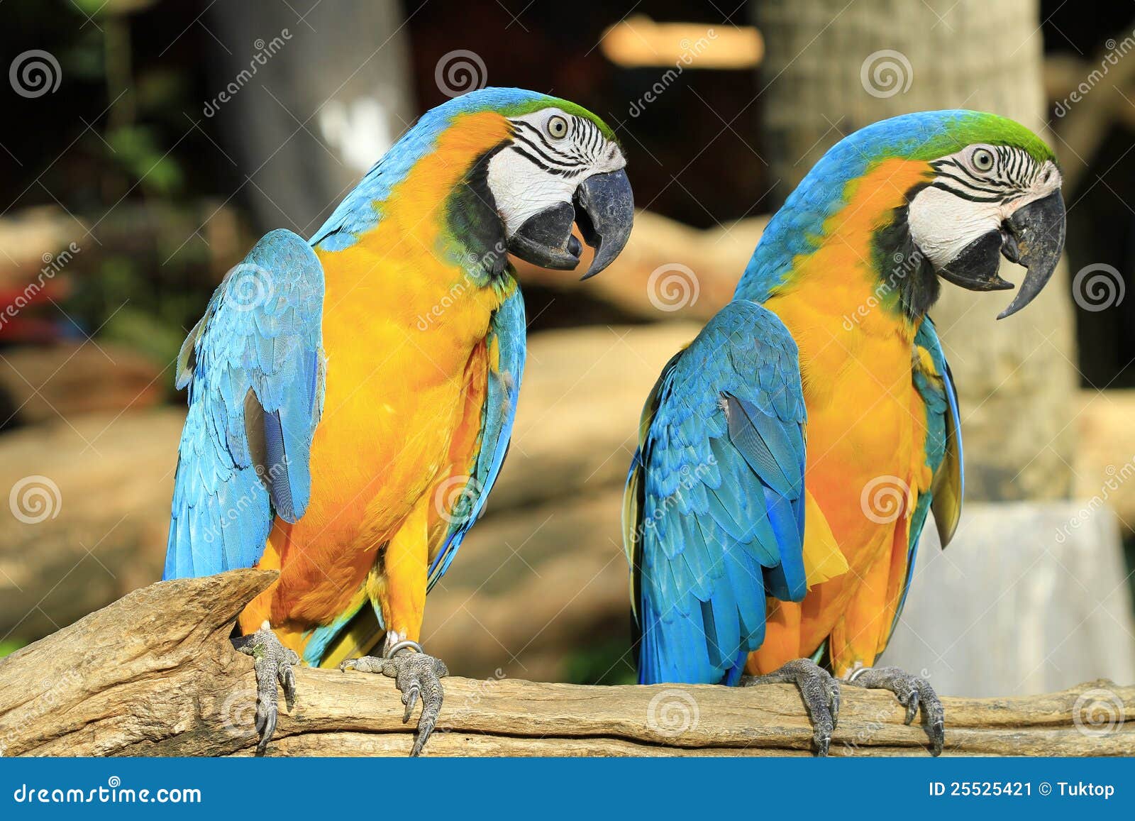 Beautiful macaws stock image. Image of adorable, avian - 25525421