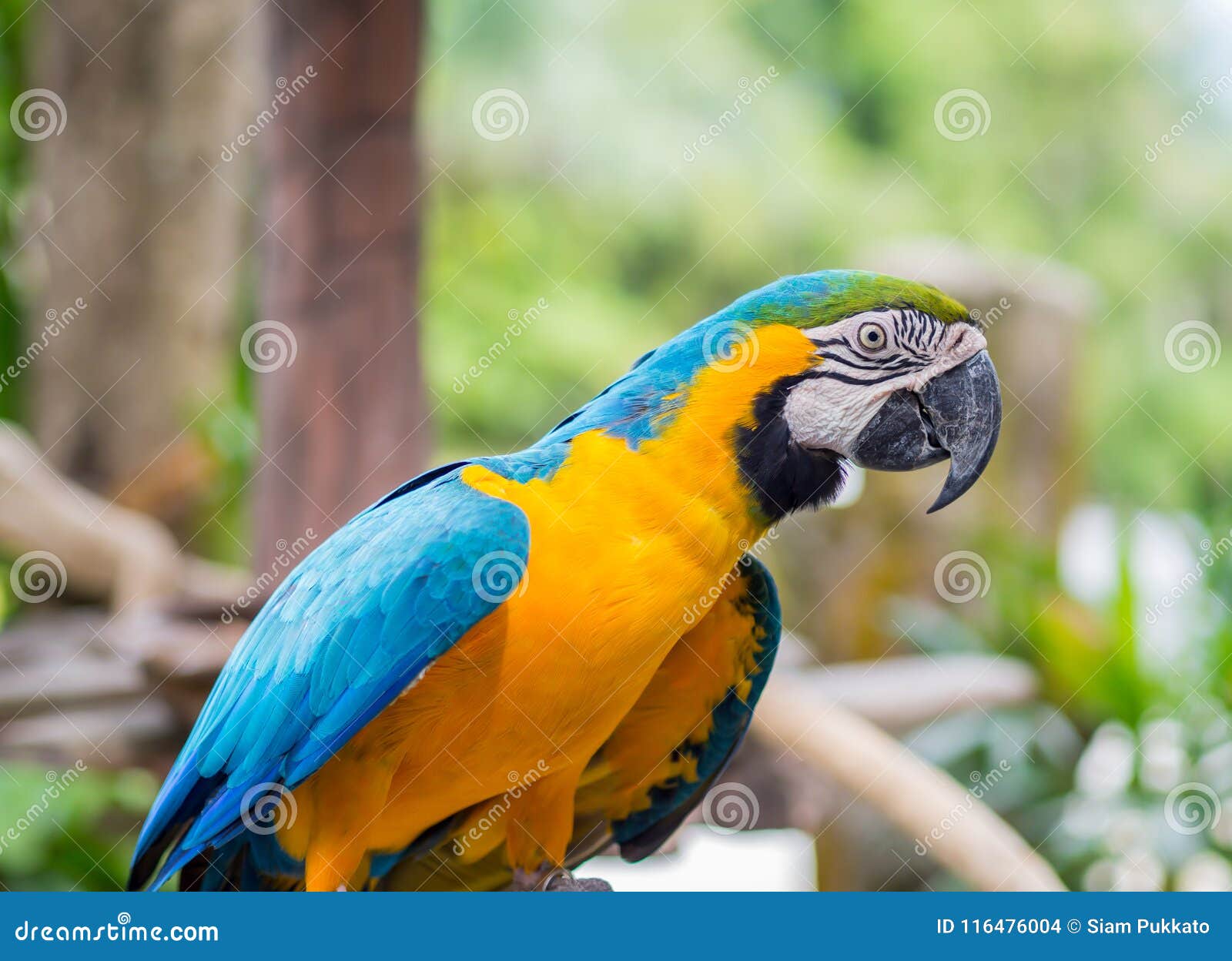 Beautiful Macaws Parrot on Tree Branch Against Jungle Background Stock ...