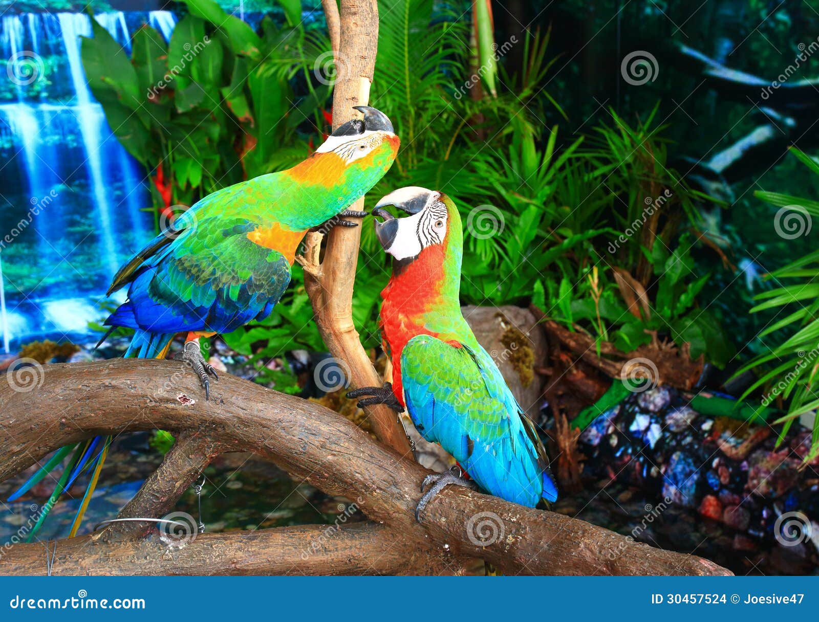 Beautiful macaws stock photo. Image of blue, fluffy, pair - 30457524
