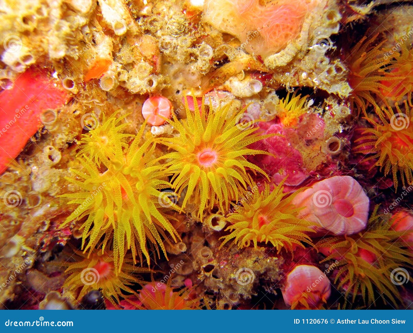 Beautiful Macro stock photo. Image of detail, aquatic - 1120676