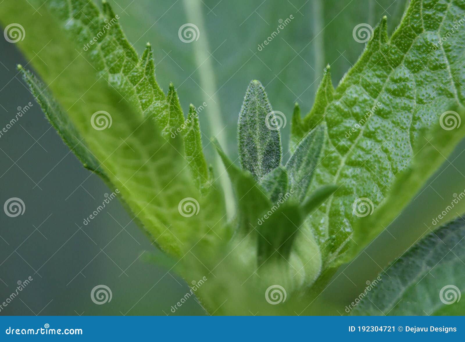 Budding Green Leaf Royalty-Free Stock Photography | CartoonDealer.com ...