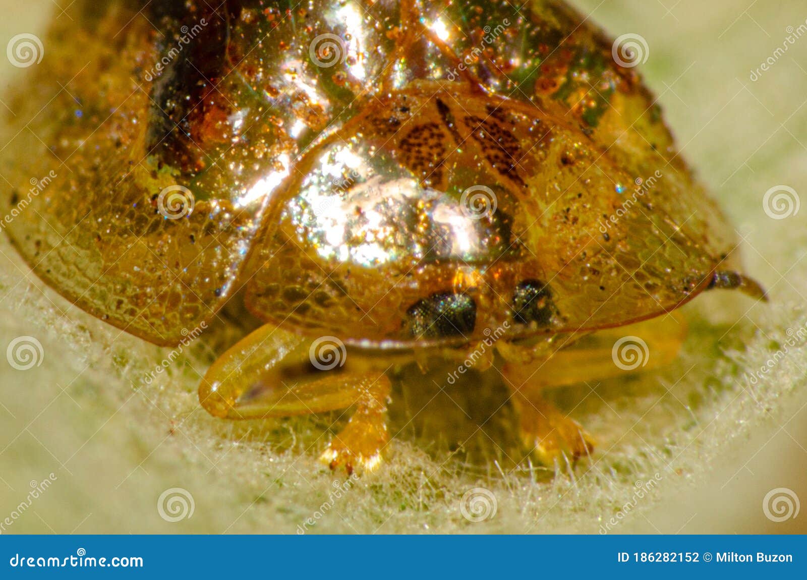 Gold Bug Beetle Insect Insects Royalty-Free Stock Image | CartoonDealer ...