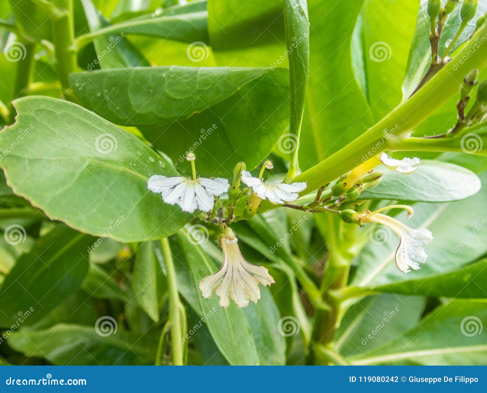 Beautiful Macro of Exotic Strange Flowers in Spring - 7 Stock Photo ...