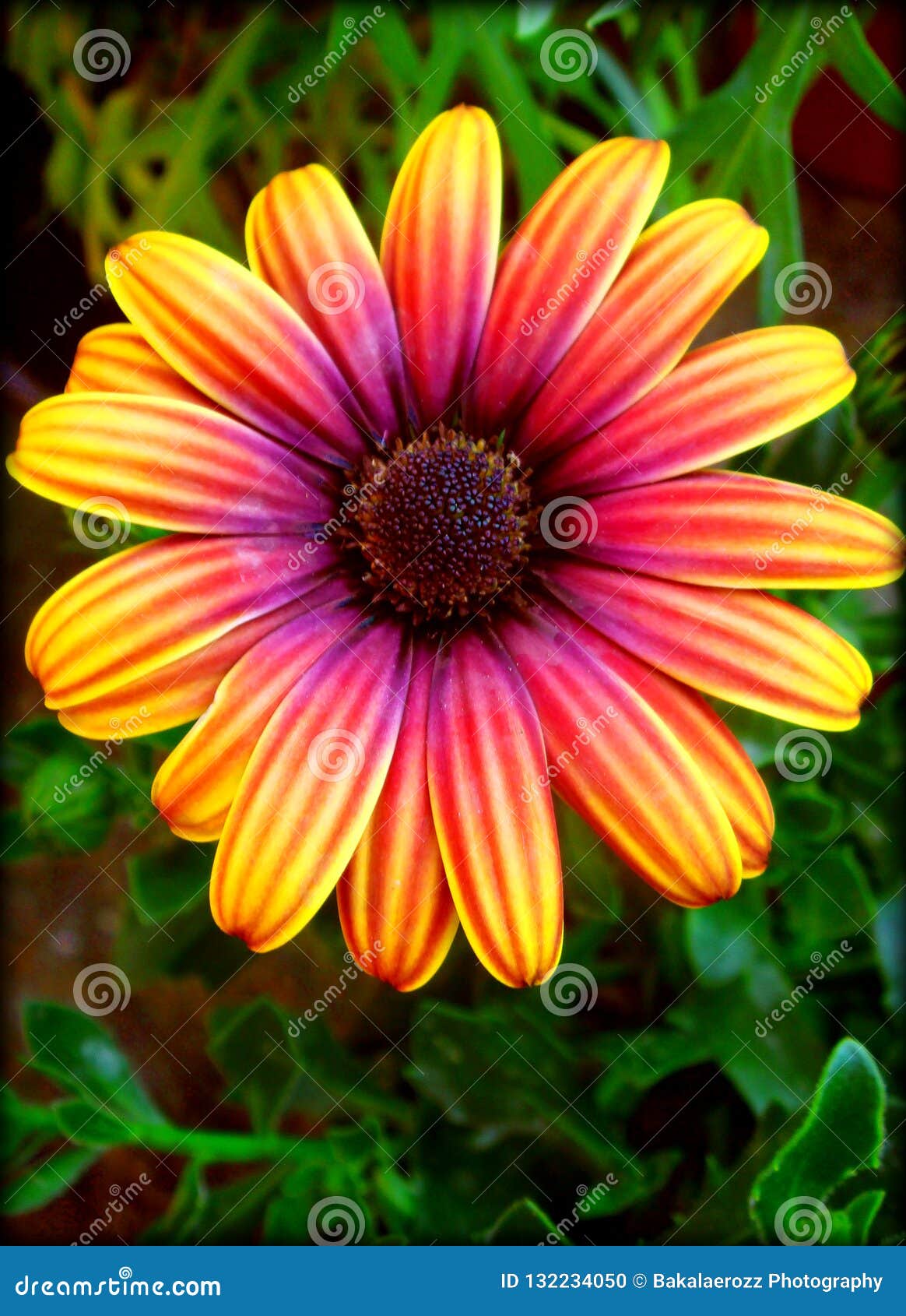 Beautiful Macro Flower Background Wallpapers Stock Photo - Image of ...