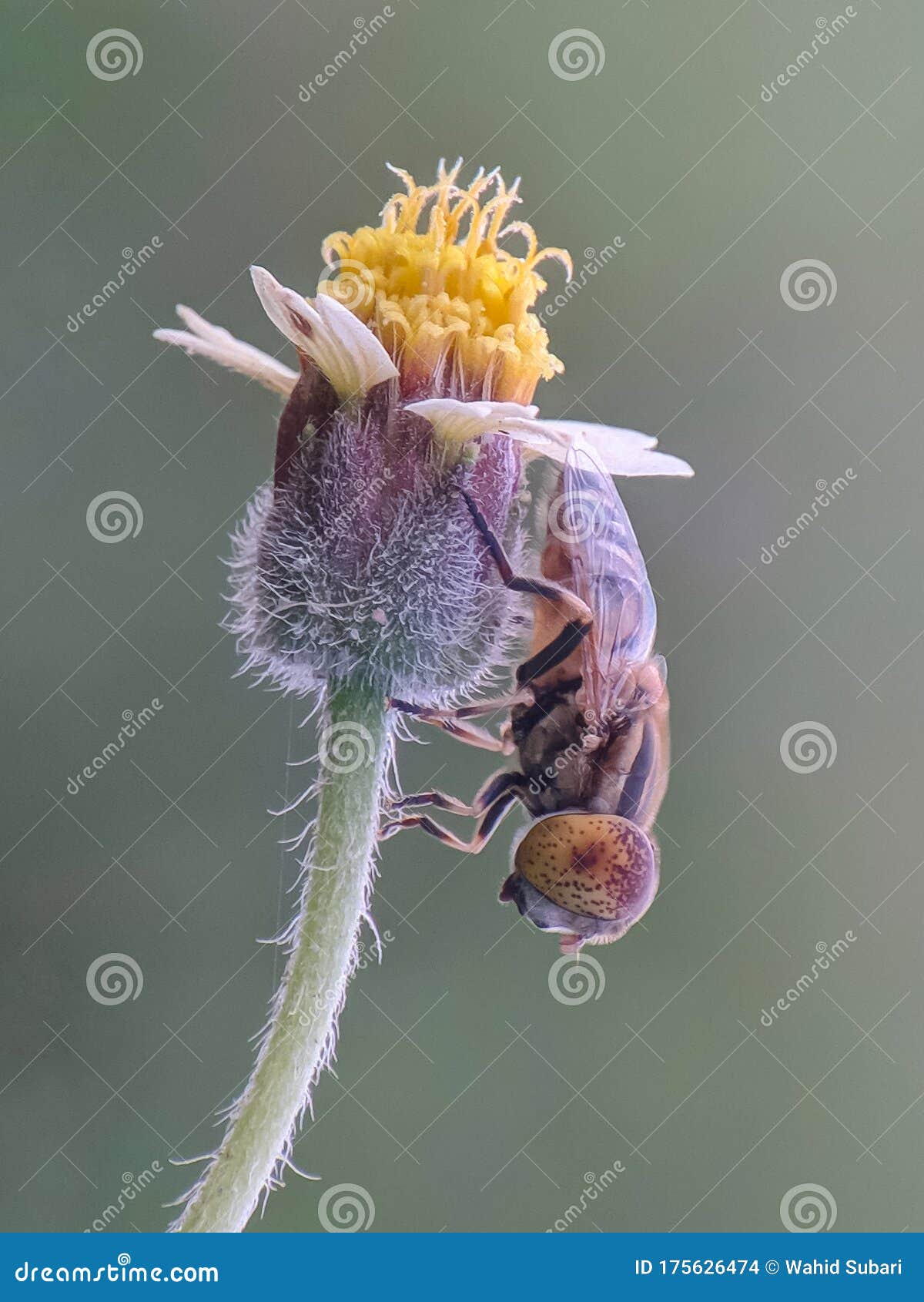 Beautiful Macro Insects with Beautiful Grass Flowers Stock Photo ...