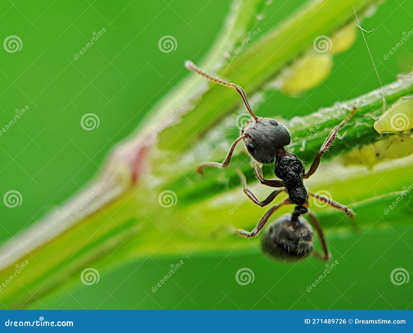 Beautiful Macro Photography of Cute Ant Stock Photo - Image of blooming ...