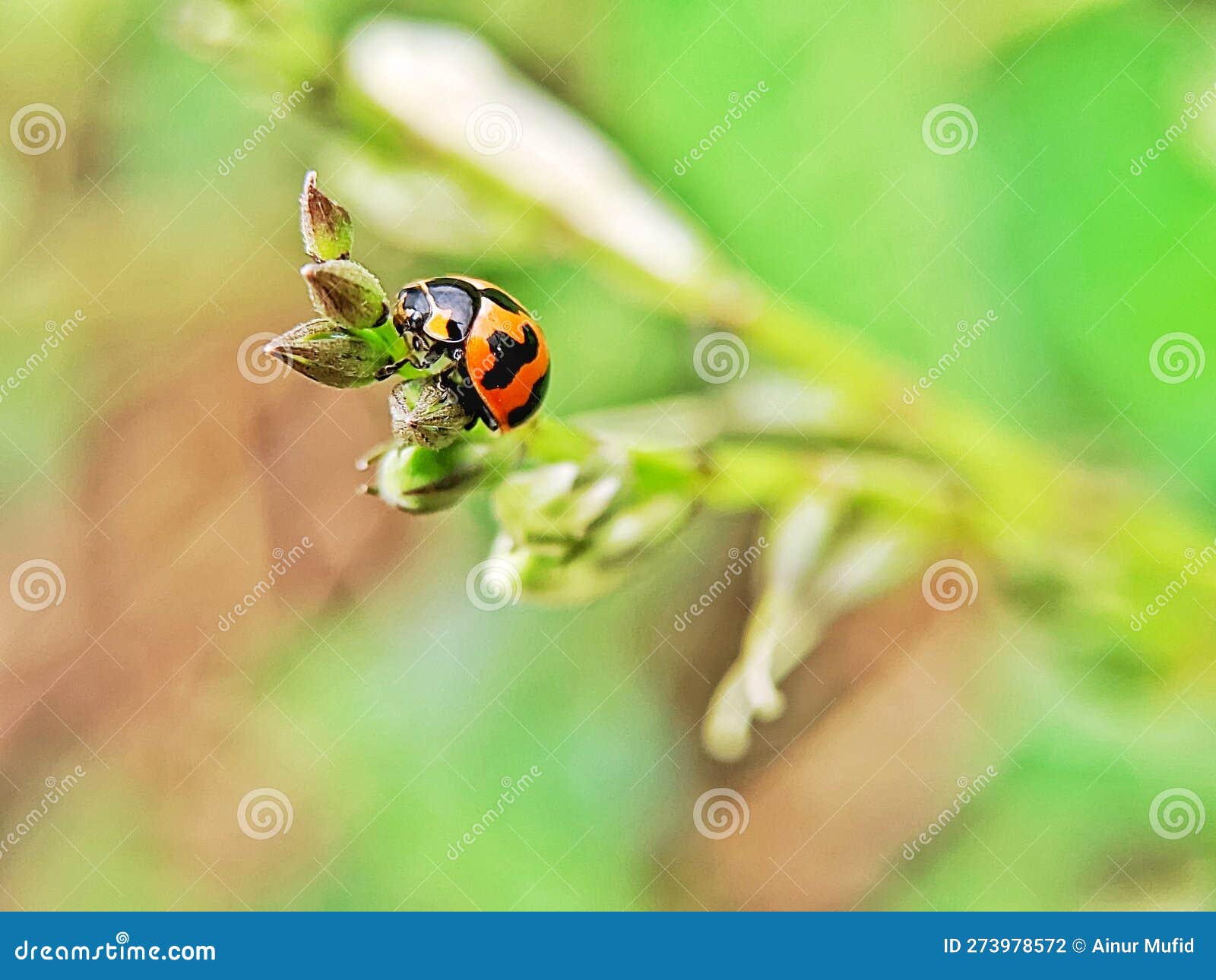 Beautiful Macro Photography of Cute Lady Bug Stock Photo - Image of ...