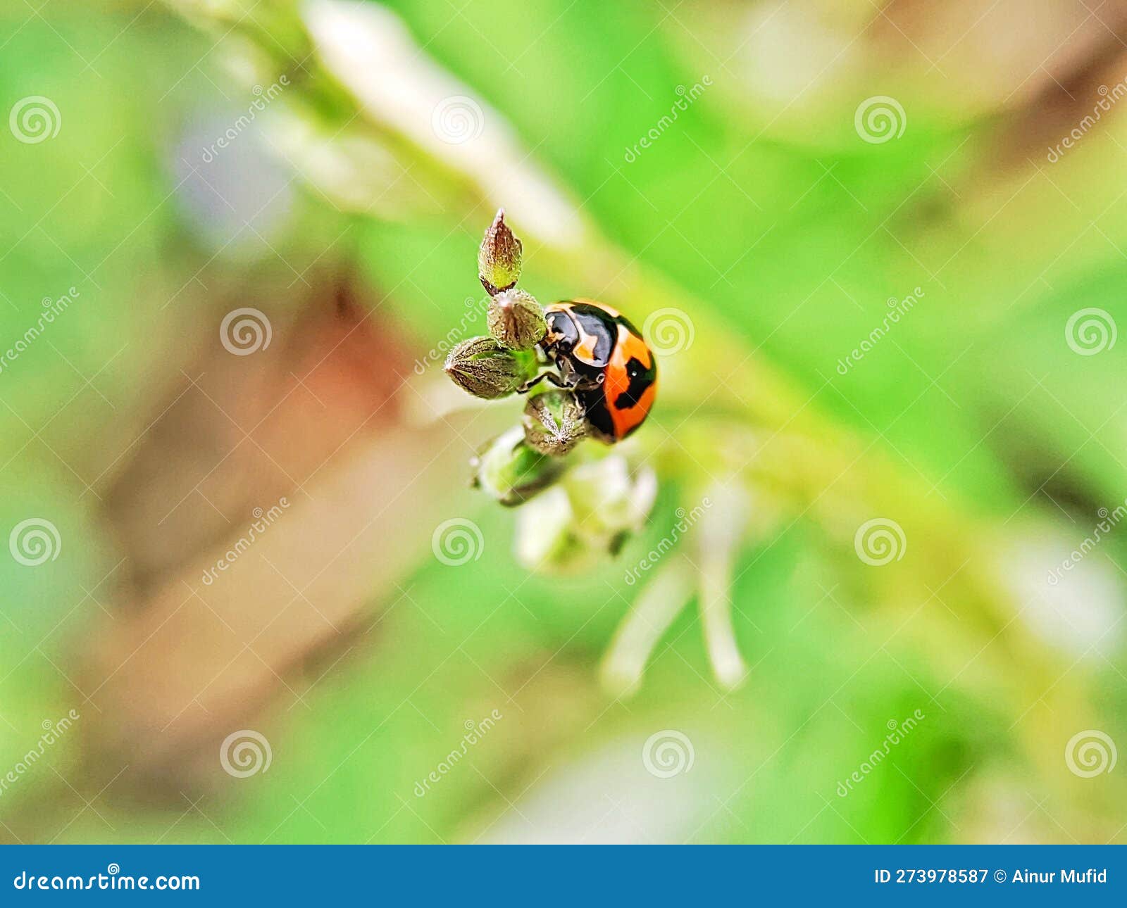 Beautiful Macro Photography of Cute Lady Bug Stock Image - Image of ...