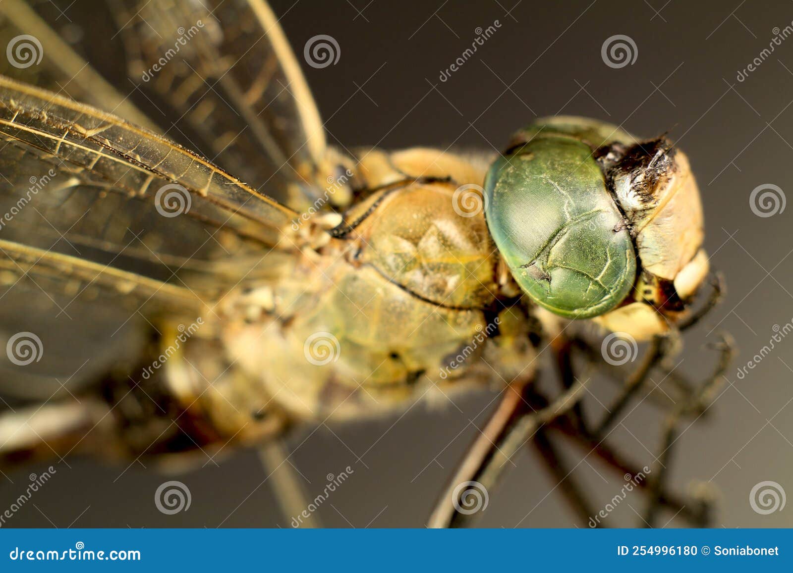 Macro Photography of Dragonfly on Black Background Stock Photo - Image ...