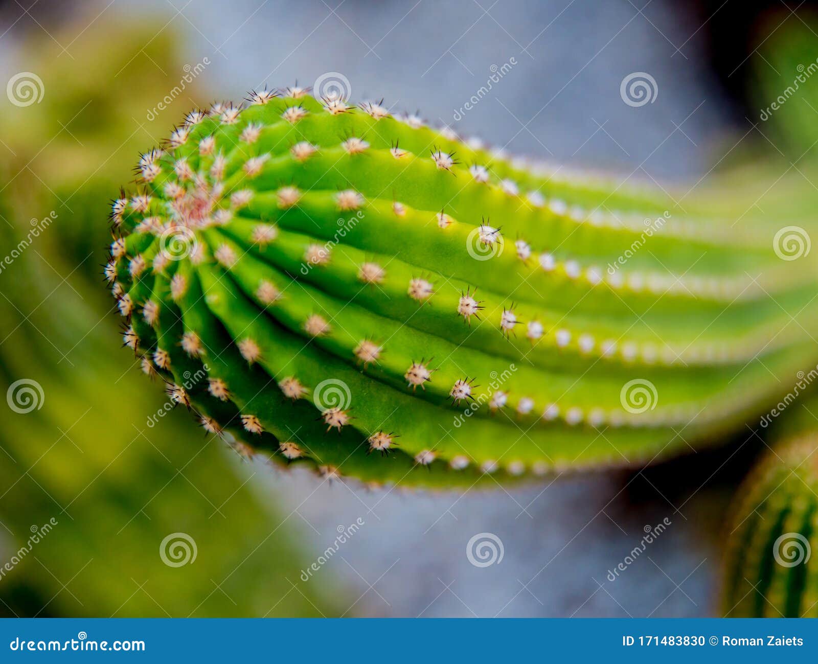 Beautiful Macro Shots of Prickly Cactus. Background and Textures Stock ...