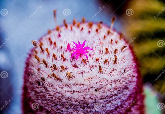 Beautiful Macro Shots of Prickly Cactus. Background and Textures Stock ...