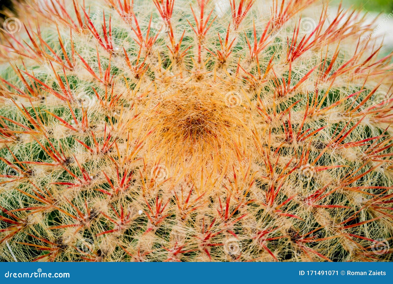 Beautiful Macro Shots of Prickly Cactus. Background and Textures Stock ...