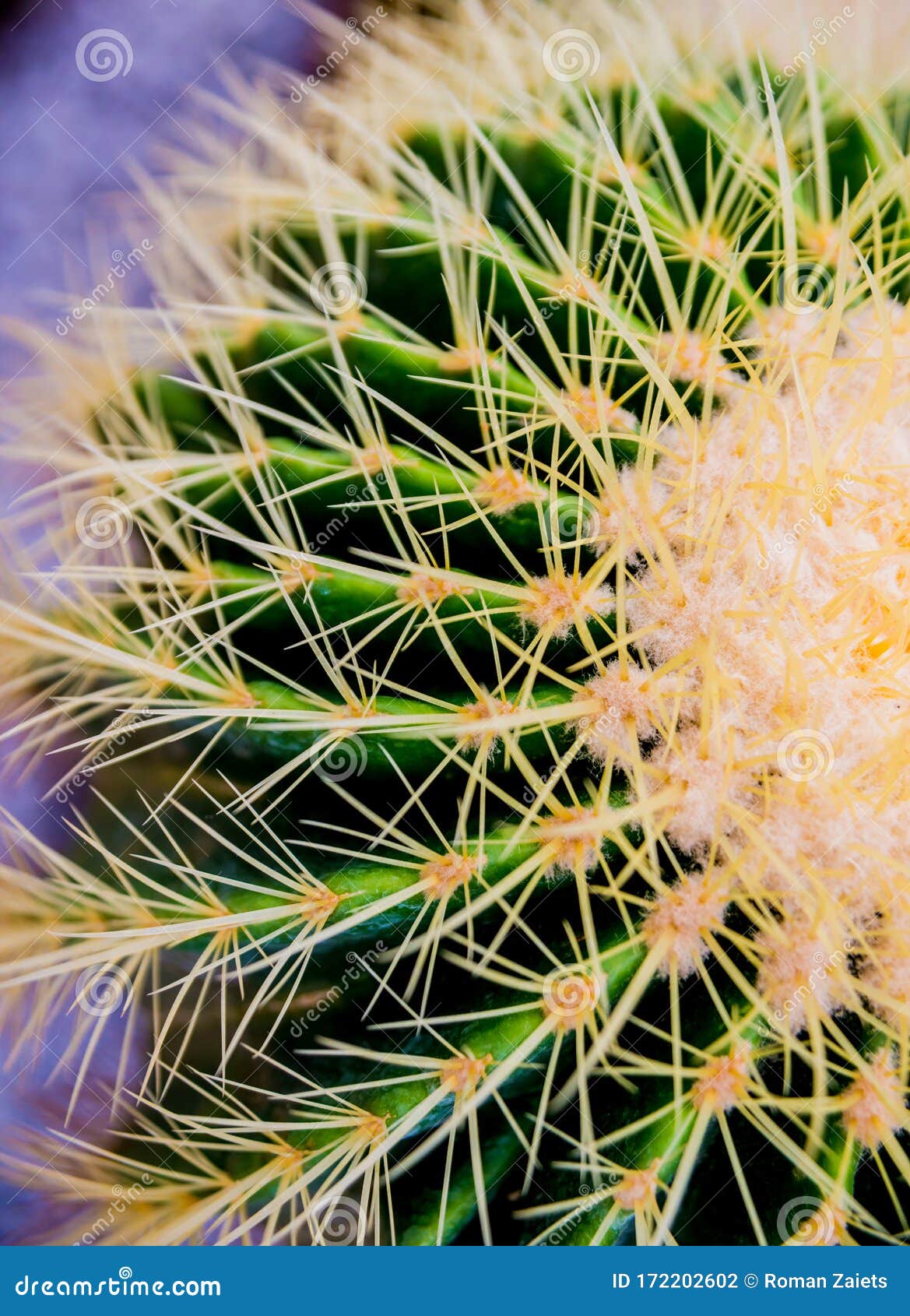 Beautiful Macro Shots of Prickly Cactus. Background and Textures Stock ...