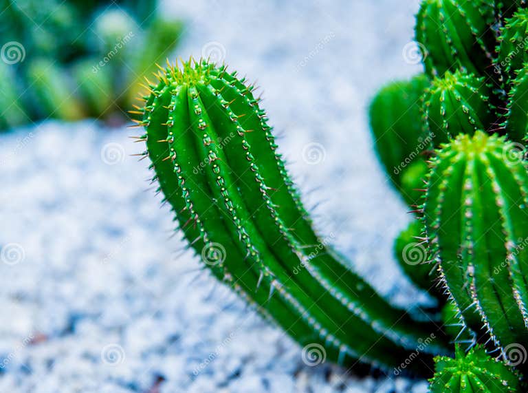 Beautiful Macro Shots of Prickly Cactus. Background and Textures Stock ...