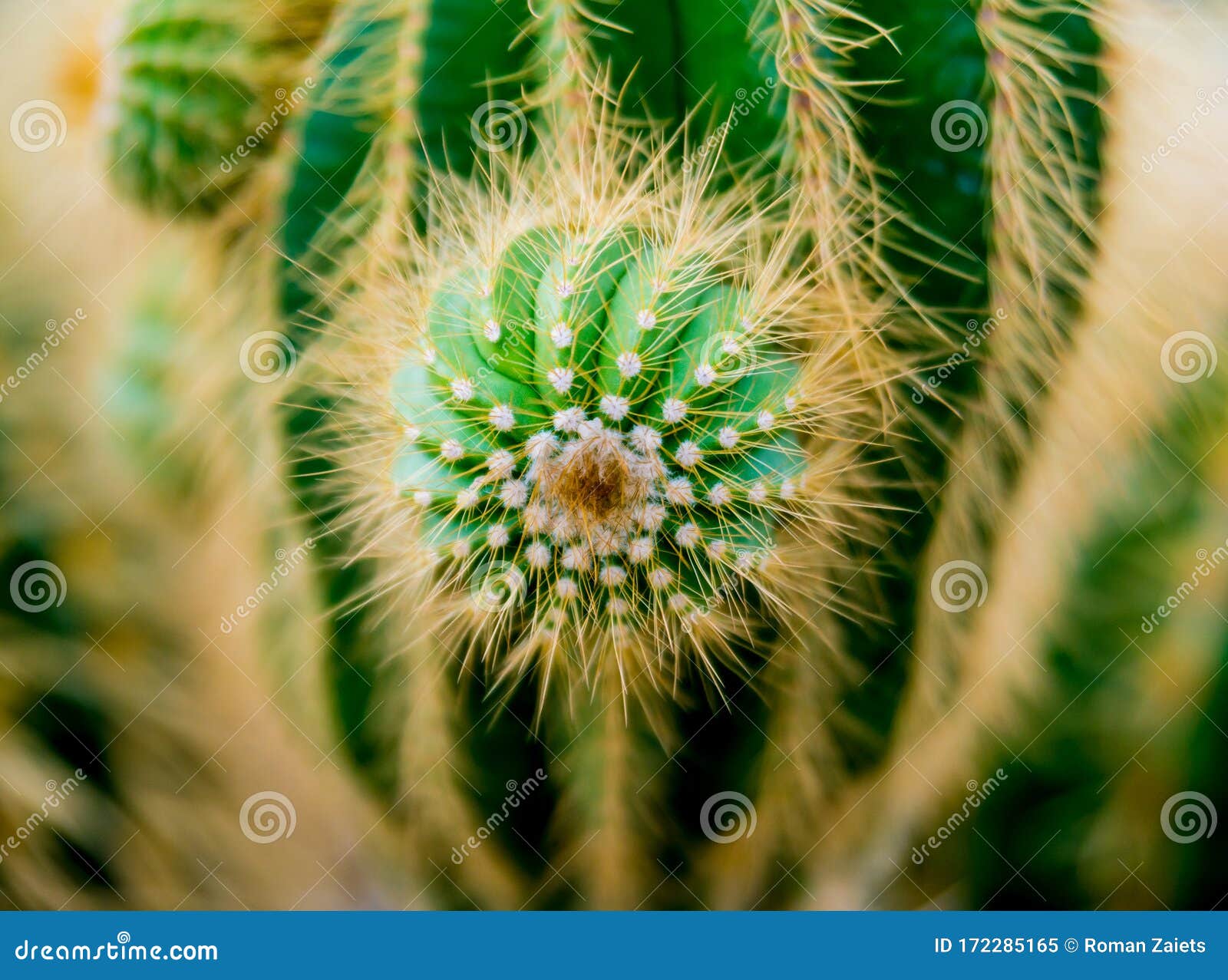 Beautiful Macro Shots of Prickly Cactus. Background and Textures Stock ...