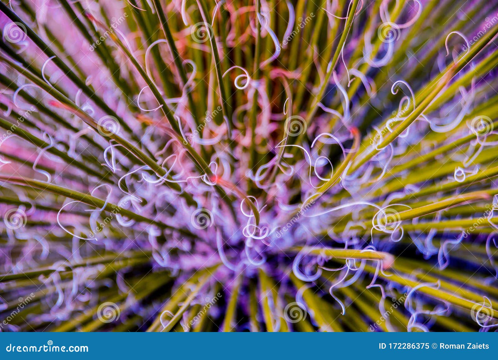 Beautiful Macro Shots of Prickly Cactus. Background and Textures Stock ...