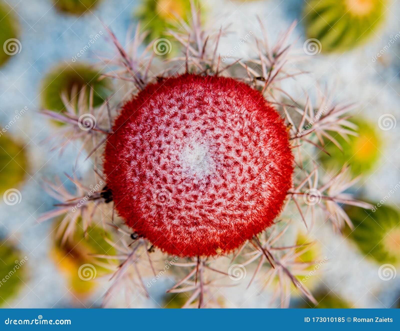 Beautiful Macro Shots of Prickly Cactus. Background and Textures Stock ...