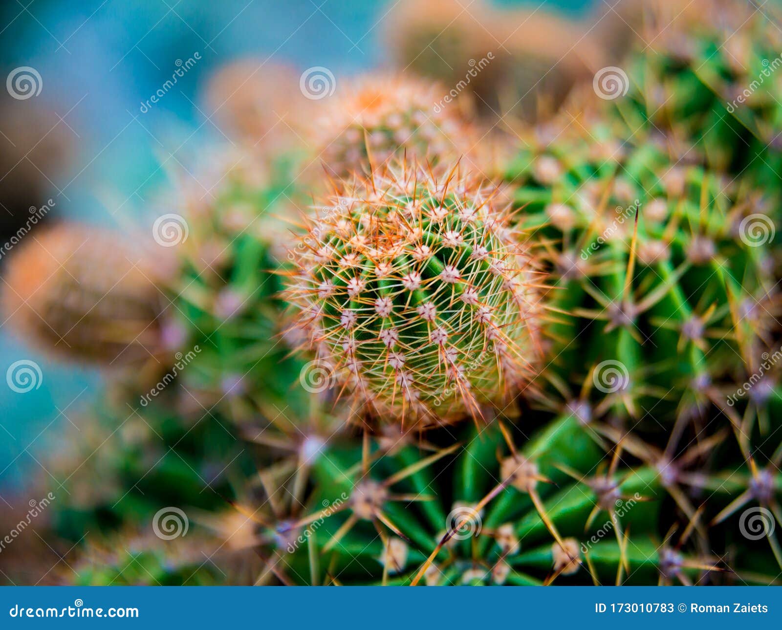 Beautiful Macro Shots of Prickly Cactus. Background and Textures Stock ...