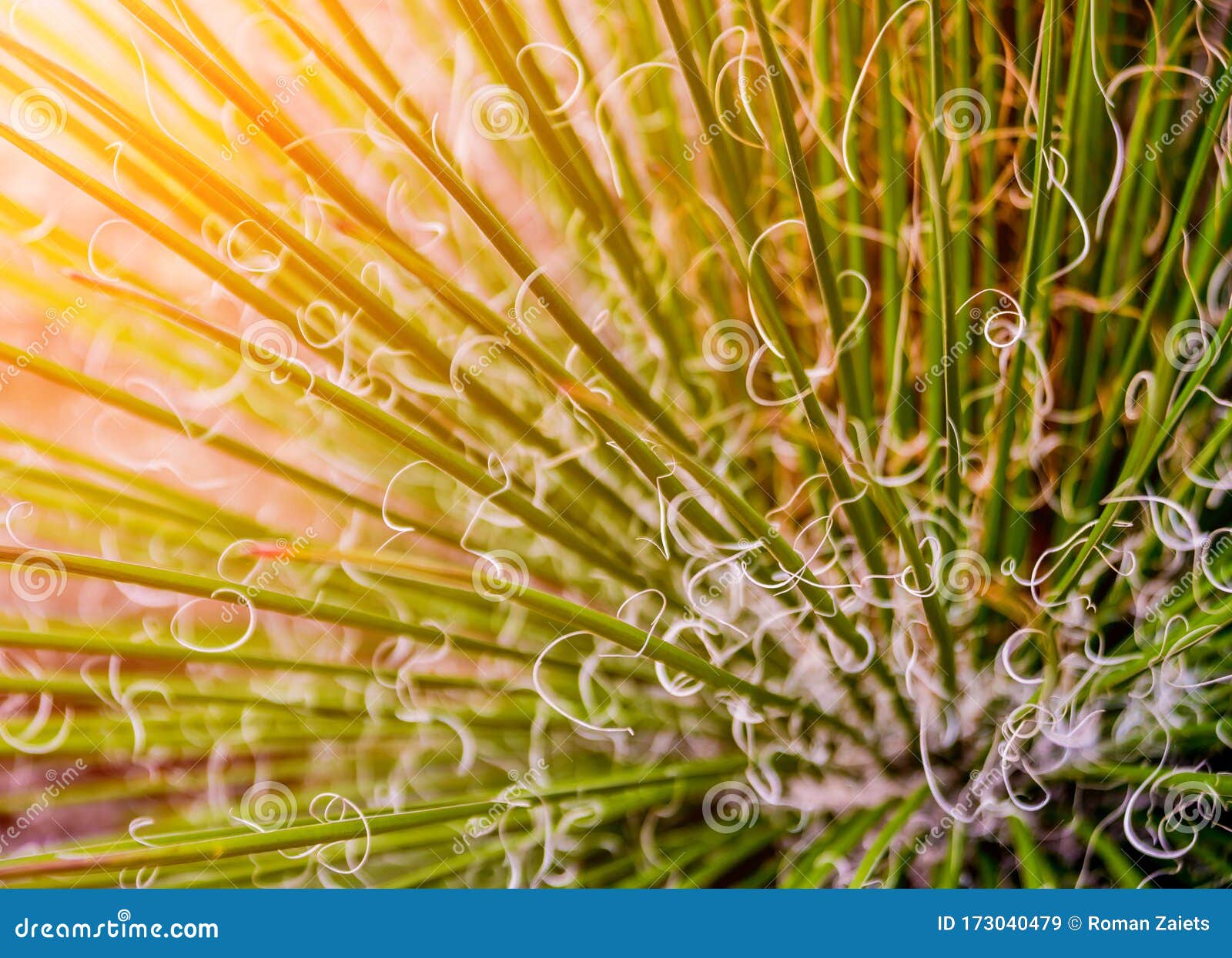 Beautiful Macro Shots of Prickly Cactus. Background and Textures Stock ...