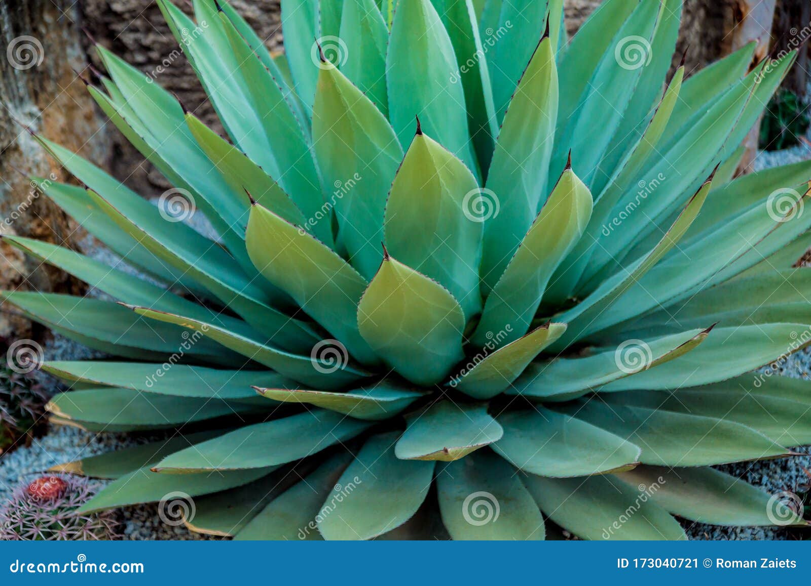 Beautiful Macro Shots of Prickly Cactus. Background and Textures Stock ...