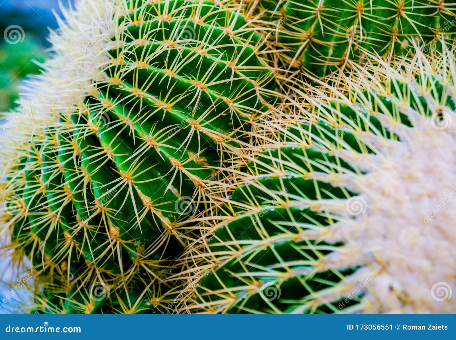 Beautiful Macro Shots of Prickly Cactus. Background and Textures Stock ...