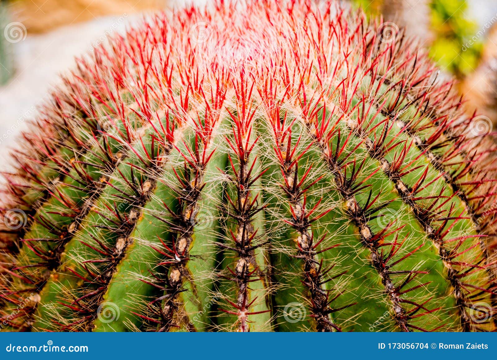 Beautiful Macro Shots of Prickly Cactus. Background and Textures Stock ...