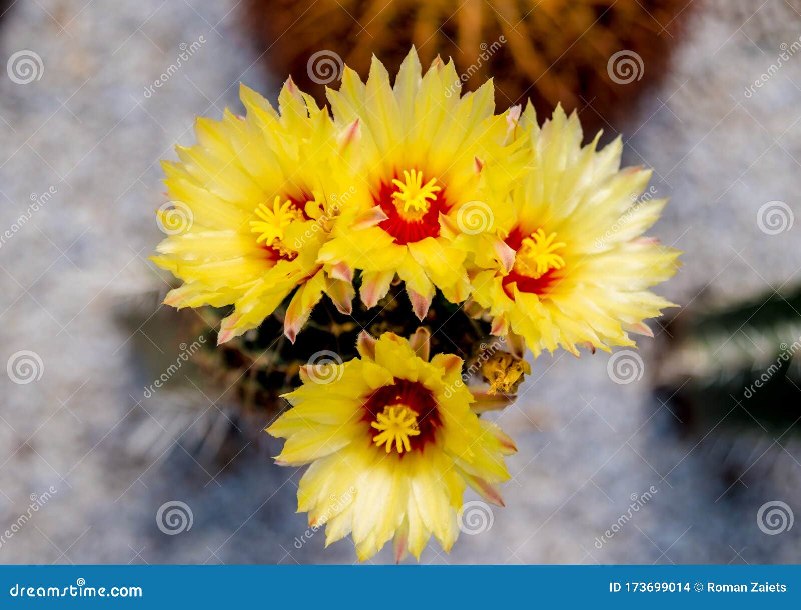 Beautiful Macro Shots of Prickly Cactus. Background and Textures Stock ...