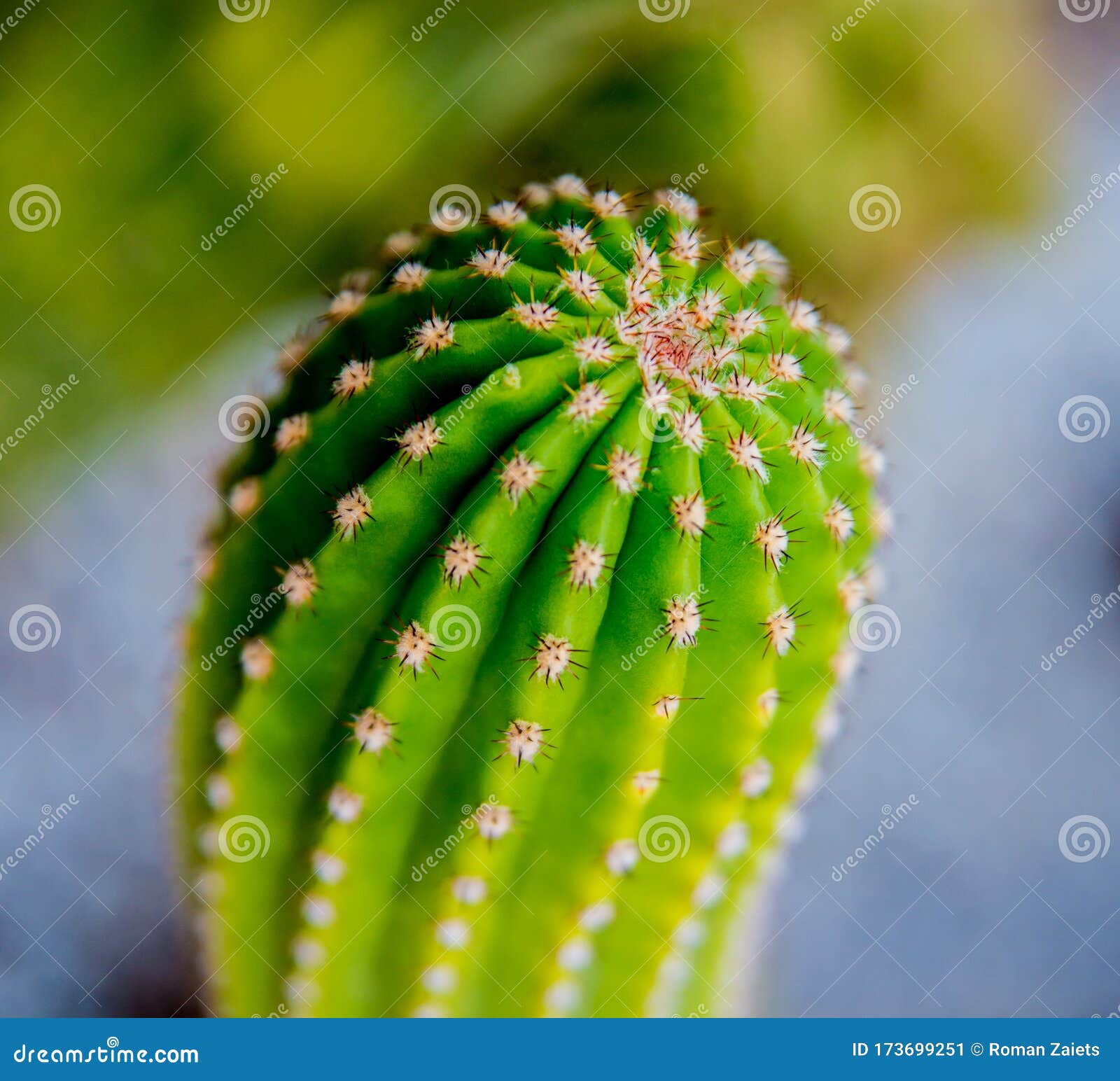 Beautiful Macro Shots of Prickly Cactus. Background and Textures Stock ...