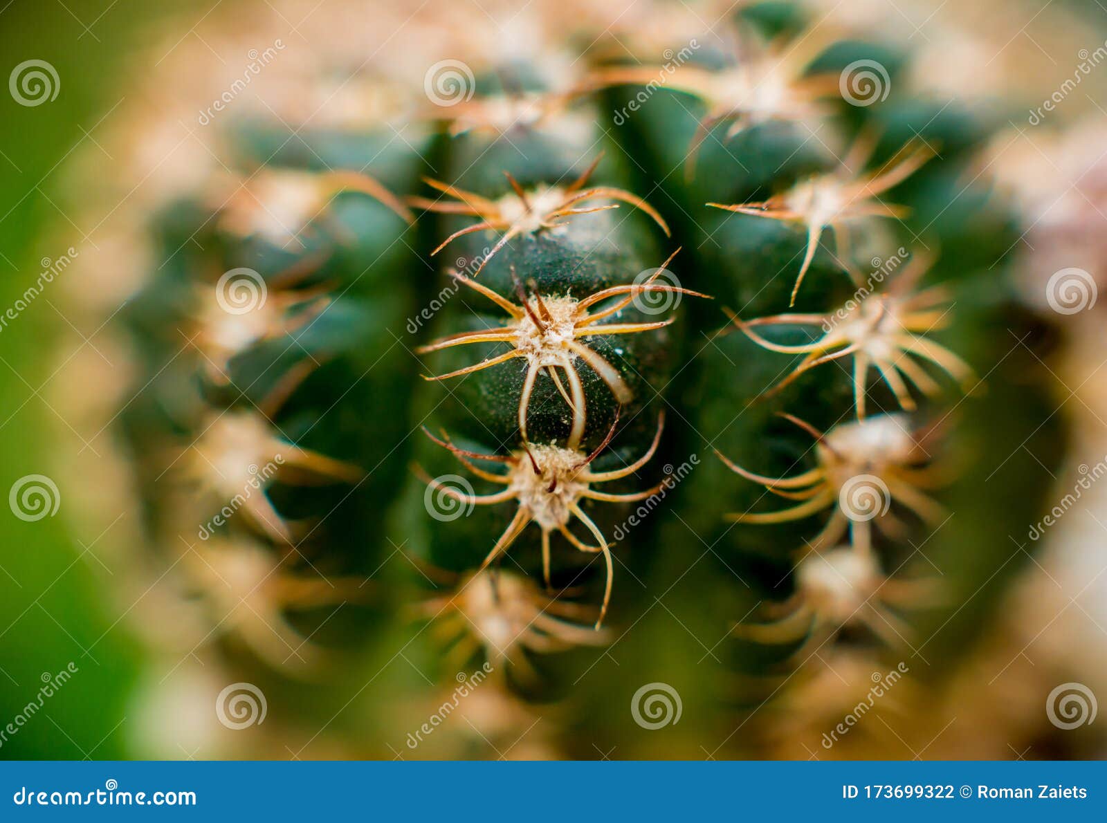 Beautiful Macro Shots of Prickly Cactus. Background and Textures Stock ...