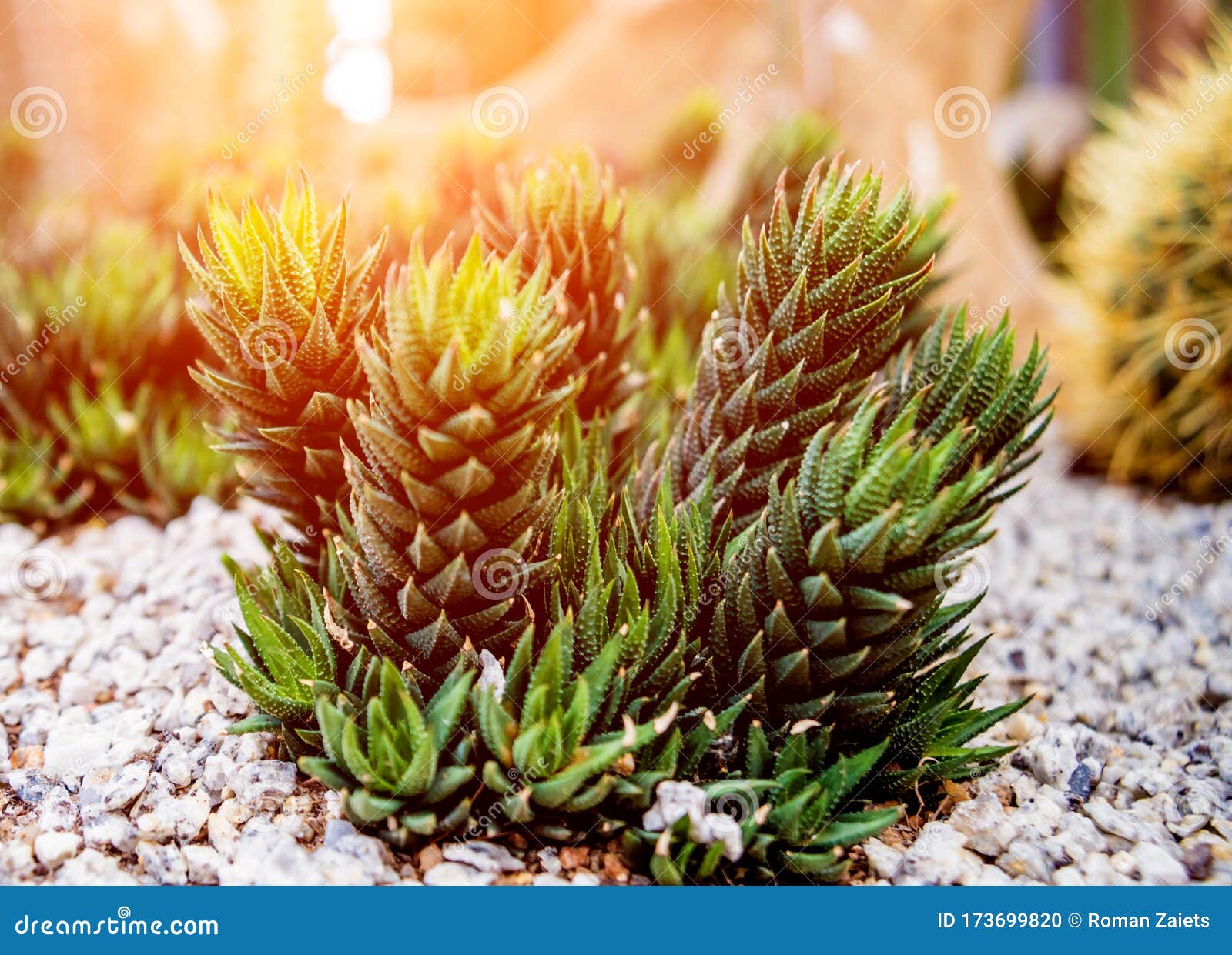 Beautiful Macro Shots of Prickly Cactus. Background and Textures Stock ...
