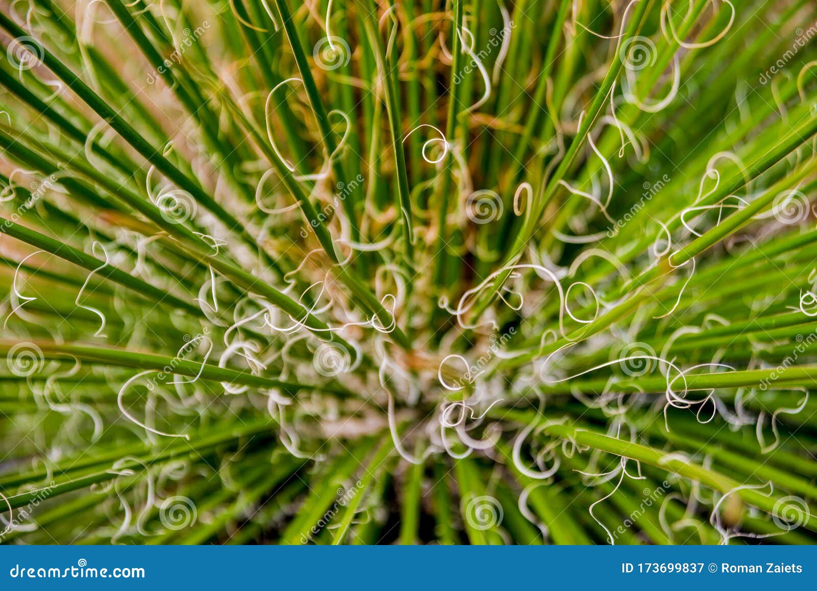 Beautiful Macro Shots of Prickly Cactus. Background and Textures Stock ...