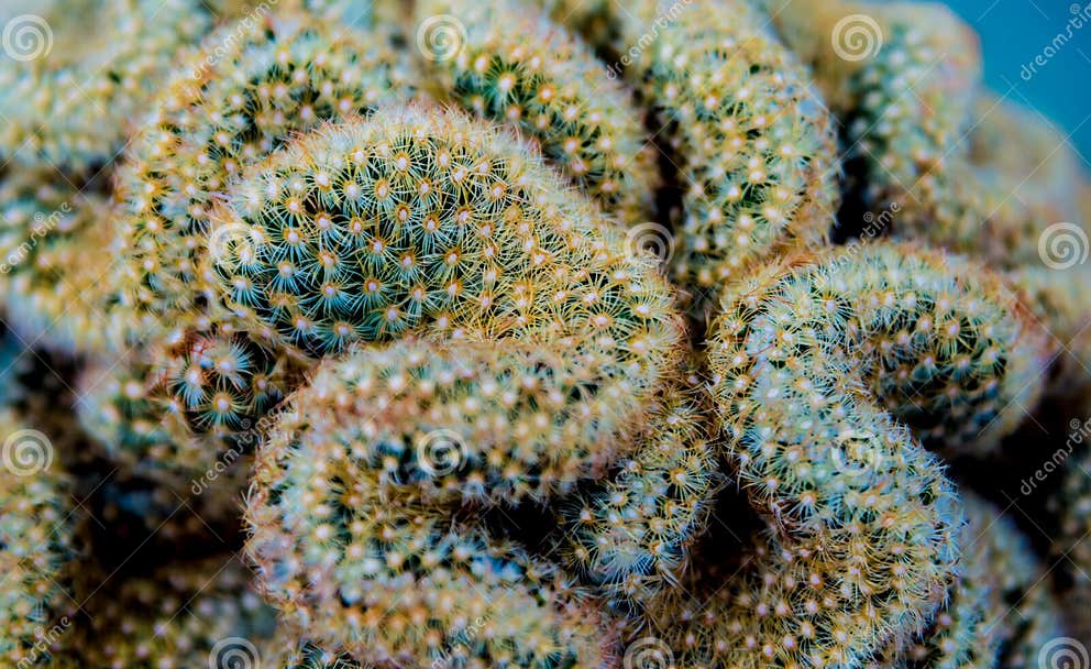 Beautiful Macro Shots of Prickly Cactus. Background and Textures Stock ...