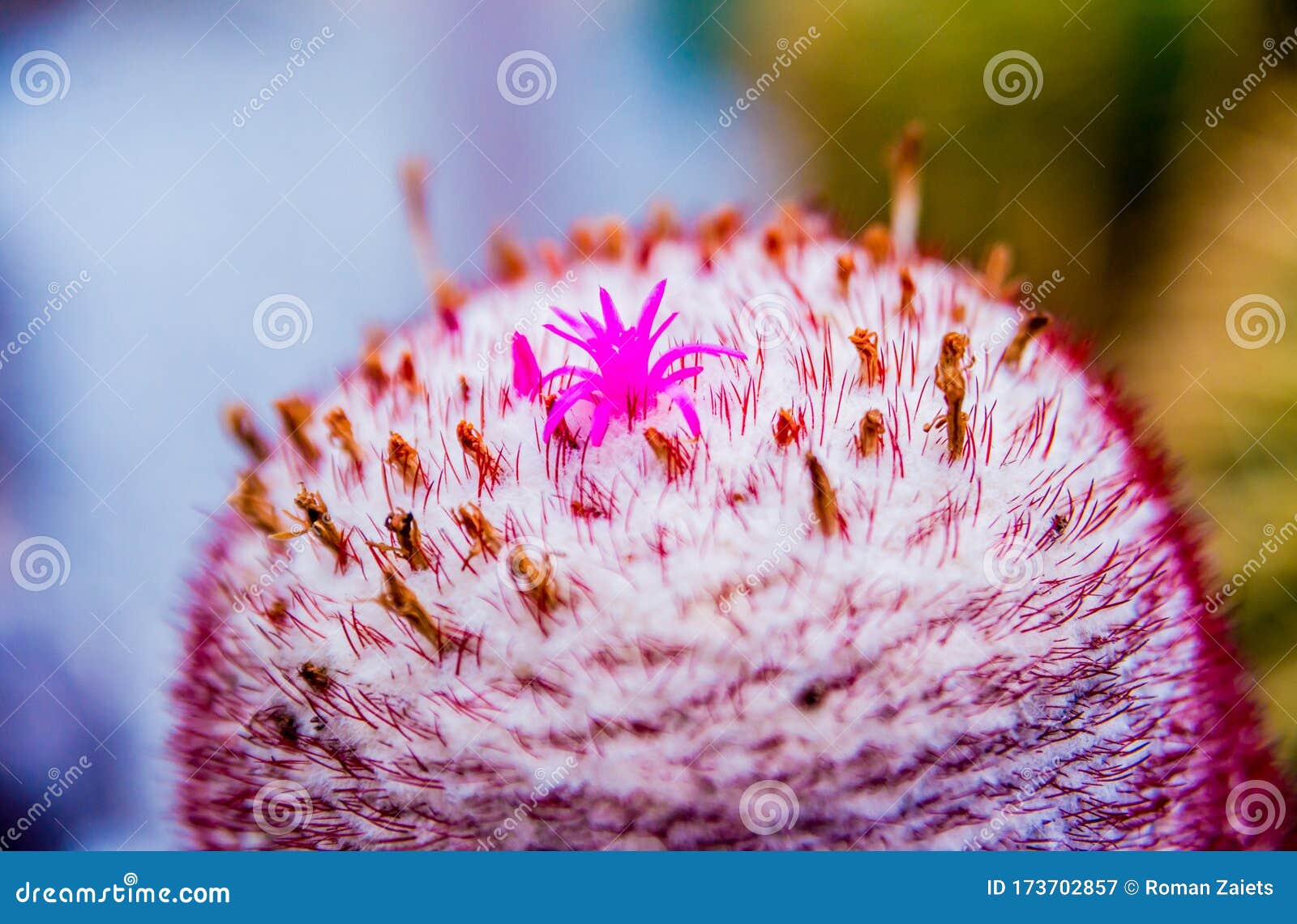 Beautiful Macro Shots of Prickly Cactus. Background and Textures Stock ...