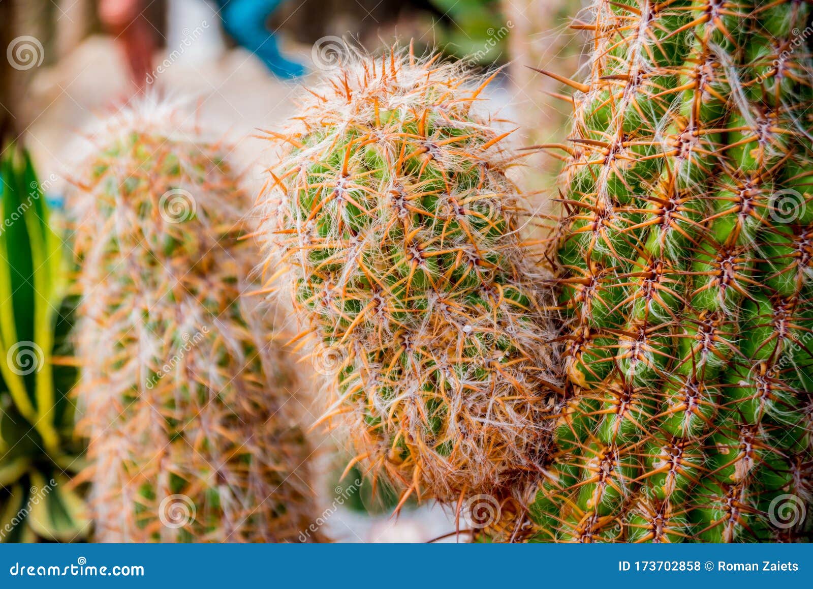 Beautiful Macro Shots of Prickly Cactus. Background and Textures Stock ...
