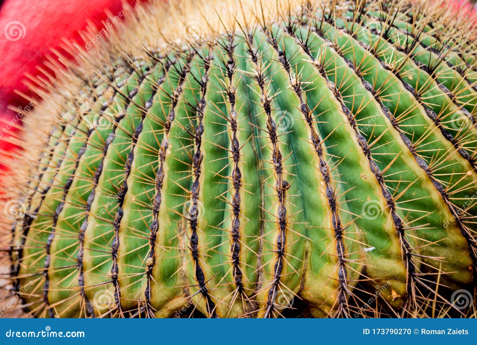 Beautiful Macro Shots of Prickly Cactus. Background and Textures Stock ...