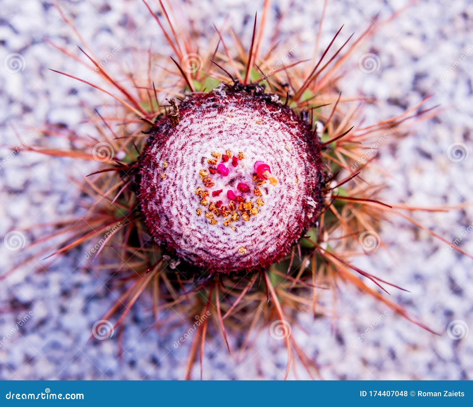 Beautiful Macro Shots of Prickly Cactus. Background and Textures Stock ...