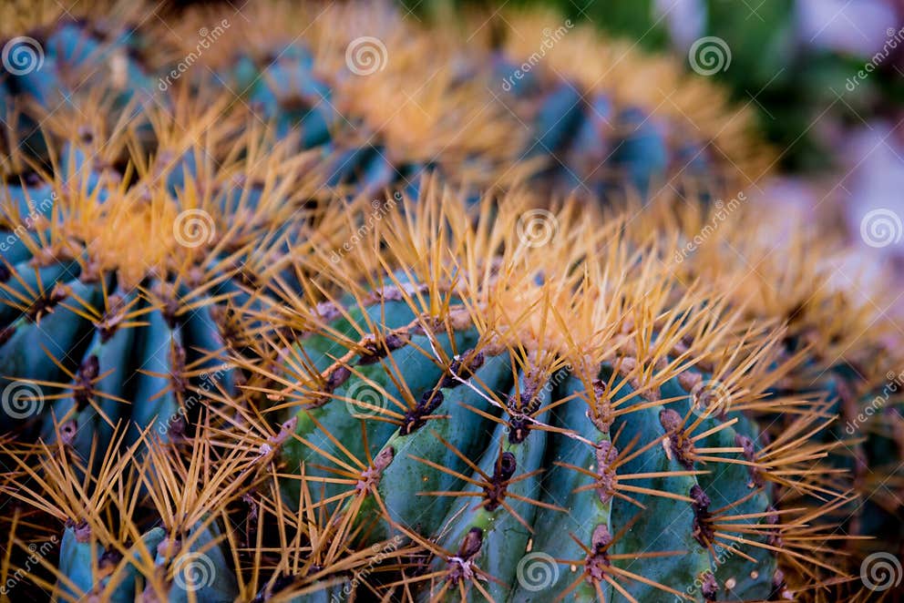 Beautiful Macro Shots of Prickly Cactus. Background and Textures Stock ...