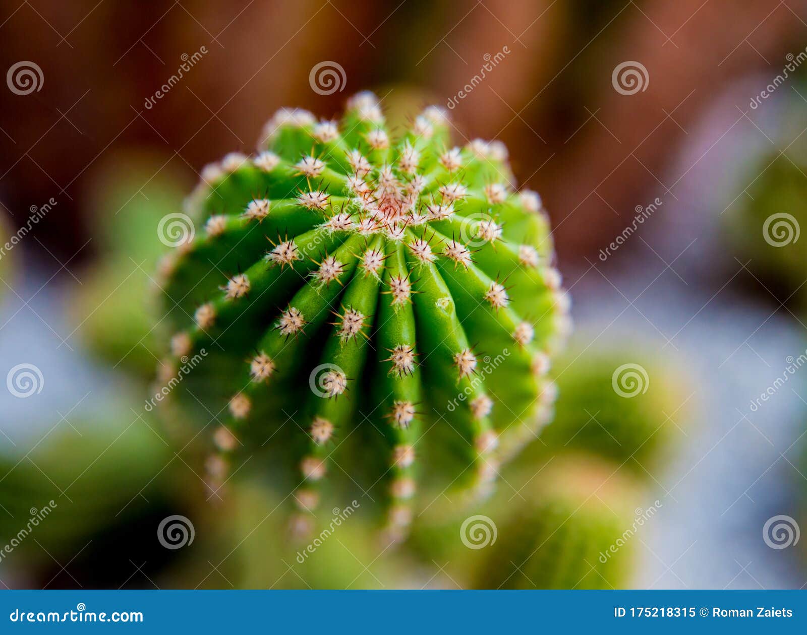Beautiful Macro Shots of Prickly Cactus. Background and Textures Stock ...