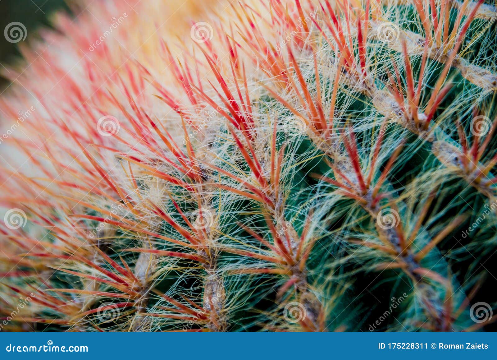 Beautiful Macro Shots of Prickly Cactus. Background and Textures Stock ...